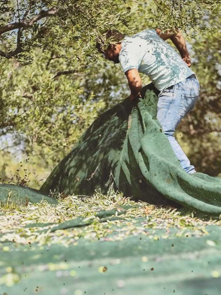 Exploring the Traditional Olive Culture: Biolea - Crete Insiders